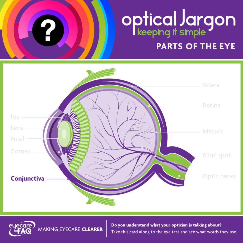 Parts of the eye explained by eyecareFAQ