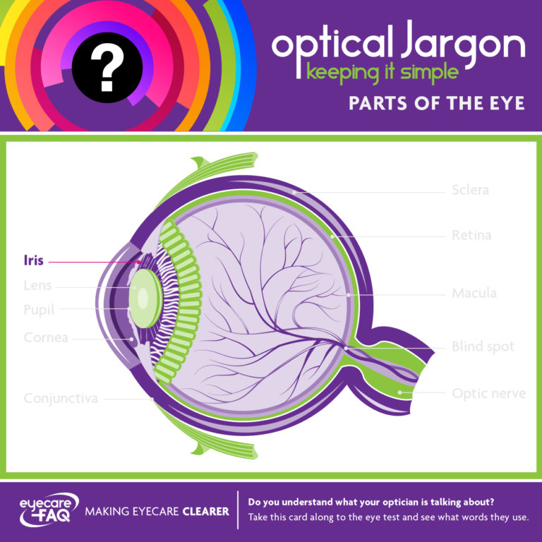 Parts of the eye explained by eyecareFAQ